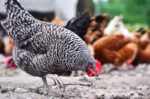 Barred Rock Chickens: A Smart Addition to Your Flock - Flower Patch ...