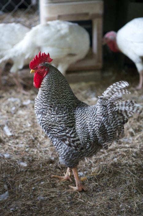 Barred Rock Chickens: A Smart Addition to Your Flock - Flower Patch ...