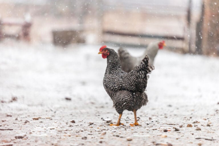 Barred Rock Chickens: A Smart Addition to Your Flock - Flower Patch ...