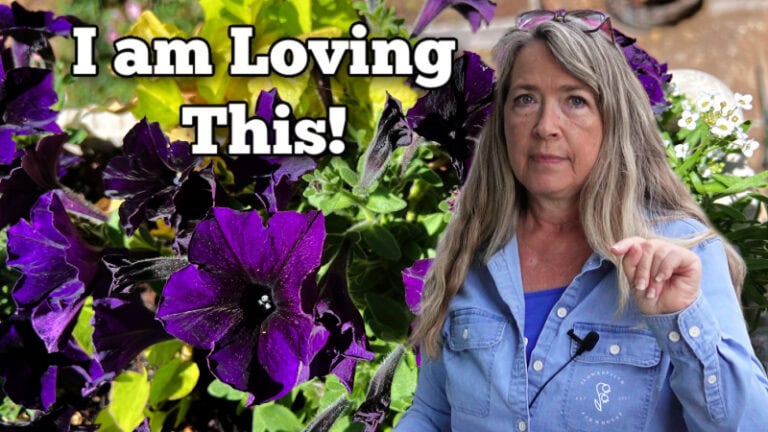 Wave Petunias 101: A Beginner’s Guide to Planting and Caring - Flower ...