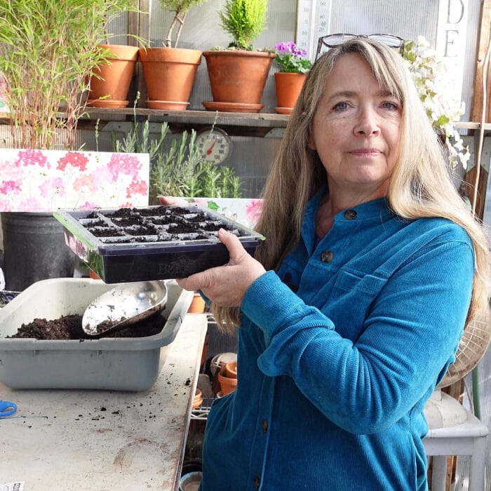 How to Divide and Transplant Perennial Phlox: A Step-by-Step Guide ...