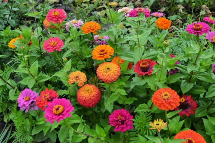 Put Zinnias in Your Vegetable Garden! - Flower Patch Farmhouse