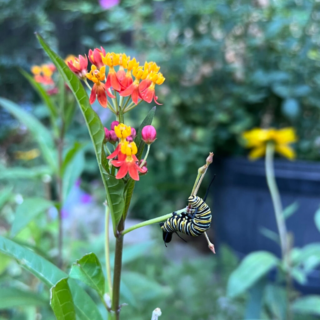 How to Divide Iris in Spring - Flower Patch Farmhouse