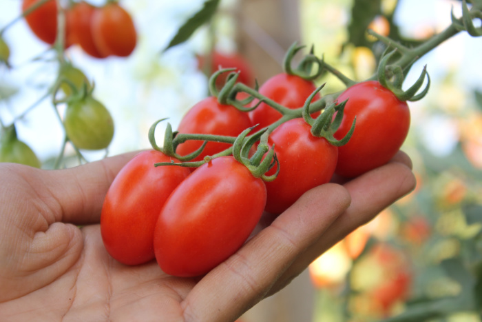 Plum Tomatoes - Flower Patch Farmhouse