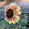 Mammoth Sunflower - Flower Patch Farmhouse