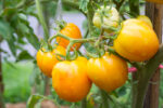 Best Fertilizer for Tomatoes - Flower Patch Farmhouse