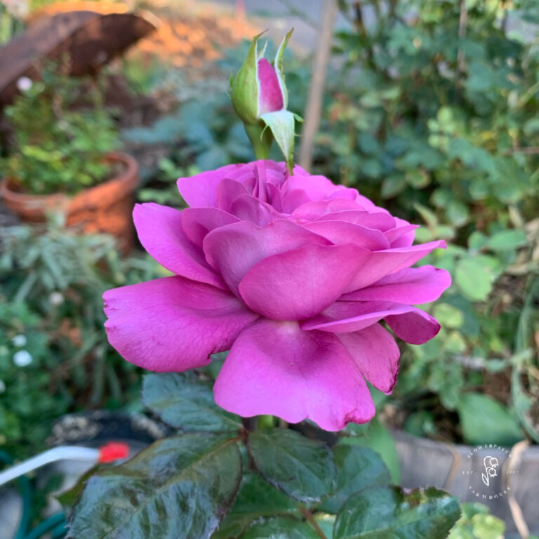 How to Plant, Grow and Propagate Bearded Iris Plant - Flower Patch ...