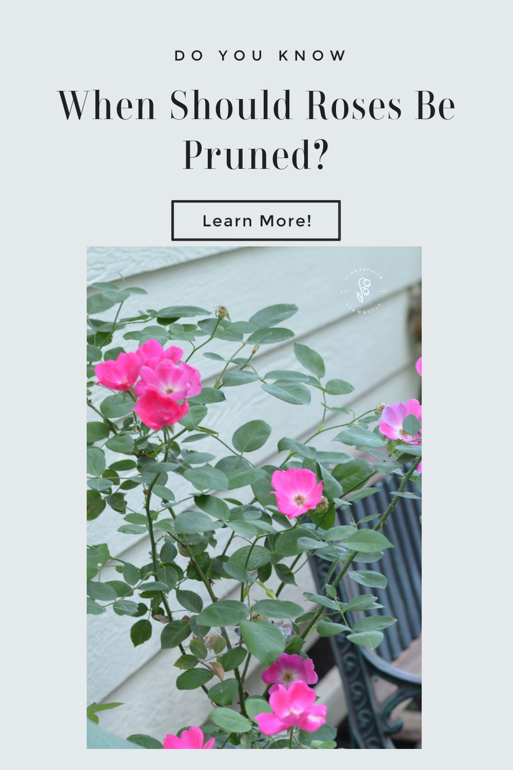 When Should Roses Be Pruned - Flower Patch Farmhouse