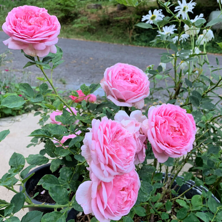 How to Save a Dying Rose Bush - Flower Patch Farmhouse