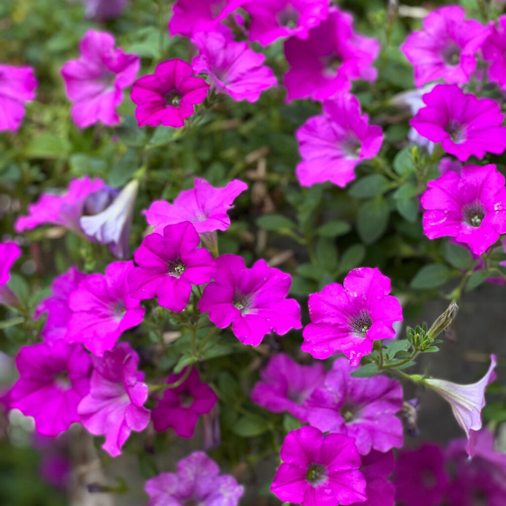 How to Divide and Transplant Perennial Phlox: A Step-by-Step Guide ...
