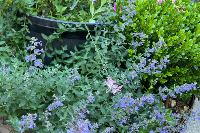 Catmint x Faassenii: Blooms, Beauty, and Varieties Galore! - Flower ...