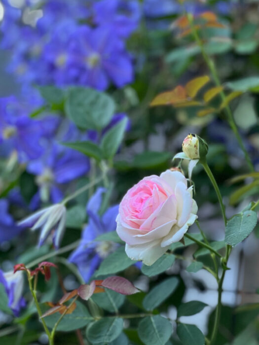 Growing Eden Roses: A Simple Guide for Beautiful Blooms - Flower Patch ...