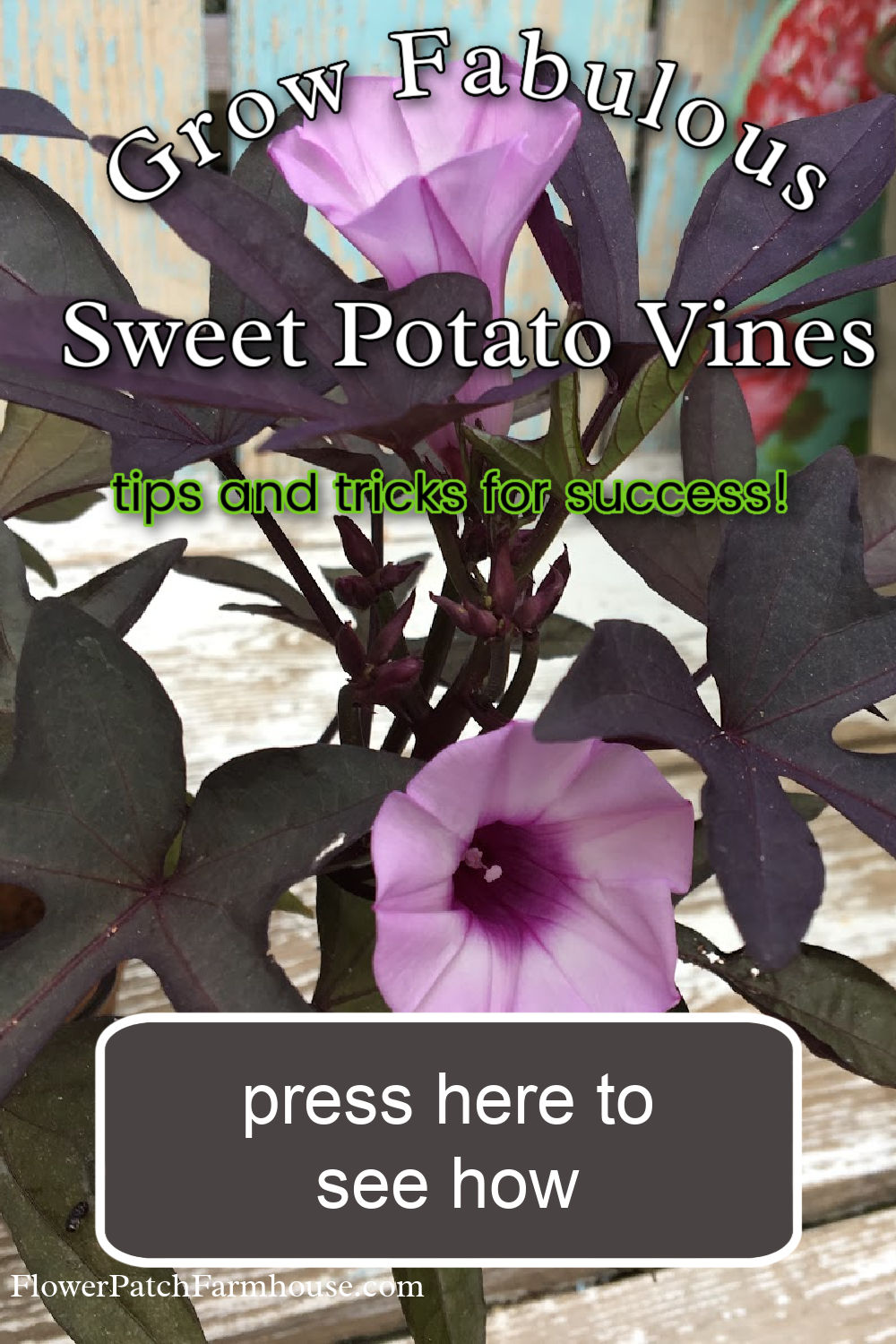 How To Grow Sweet Potato Vines - Flower Patch Farmhouse