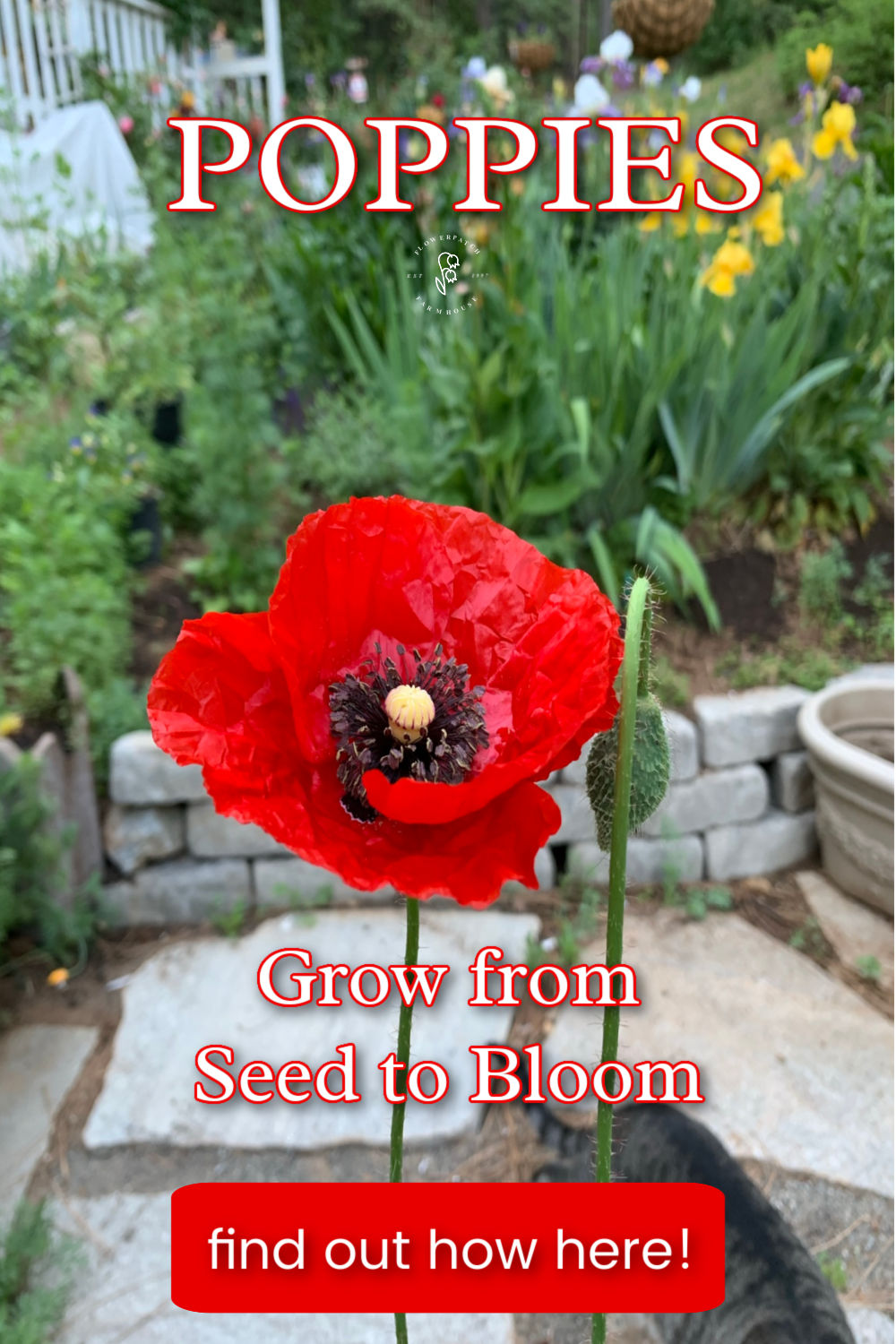 An Easy Guide to Growing Poppies: Varieties and Care - Flower Patch ...