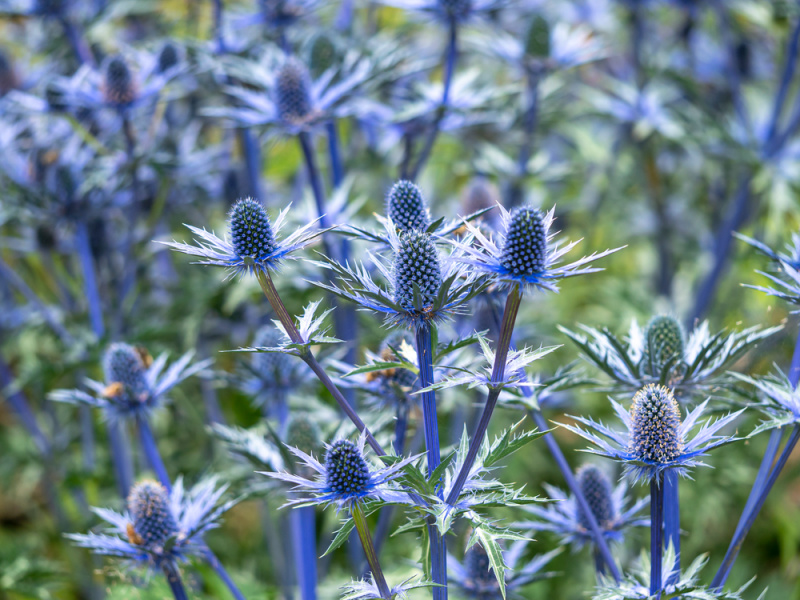How to Grow Eryngium Sea Holly - Easy Care Plant - Flower Patch Farmhouse
