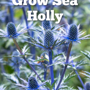 How to Grow Eryngium Sea Holly - Easy Care Plant - Flower Patch Farmhouse