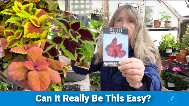 How to Propagate Coleus - Flower Patch Farmhouse