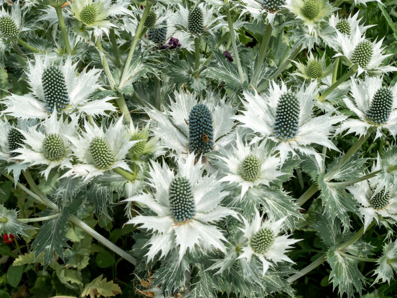 How to Grow Eryngium Sea Holly - Easy Care Plant - Flower Patch Farmhouse