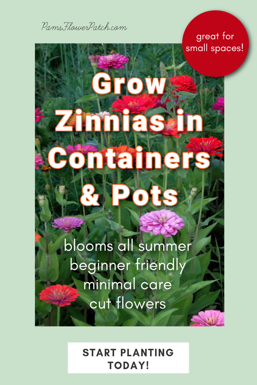 How You Can Grow Beautiful Zinnias in Containers and Pots! - Flower ...