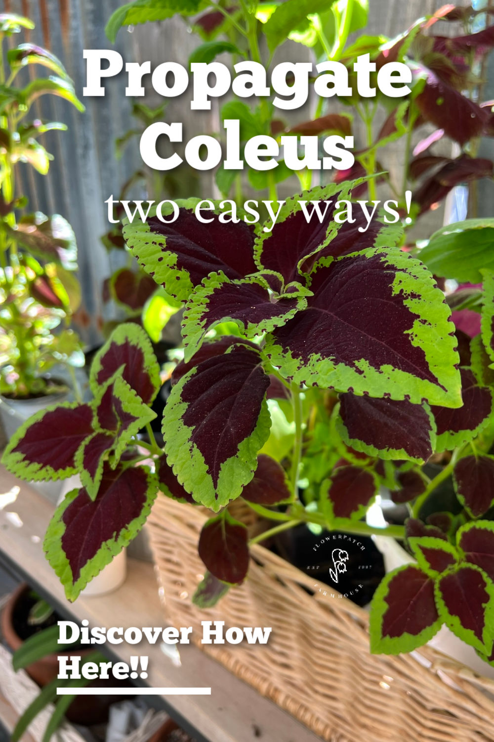 How to Propagate Coleus - Flower Patch Farmhouse