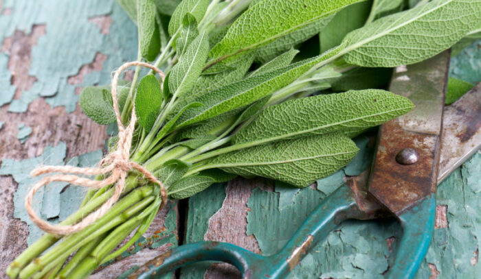 Your Guide to Growing Sage Like a Pro - Flower Patch Farmhouse