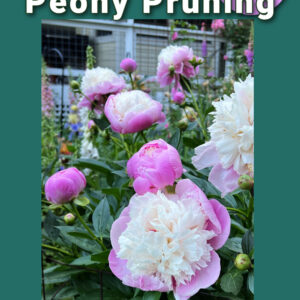 How and When to Cut Back Peonies: Prune Peony Tips - Flower Patch Farmhouse