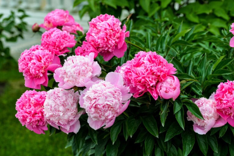 How and When to Cut Back Peonies: Prune Peony Tips - Flower Patch Farmhouse
