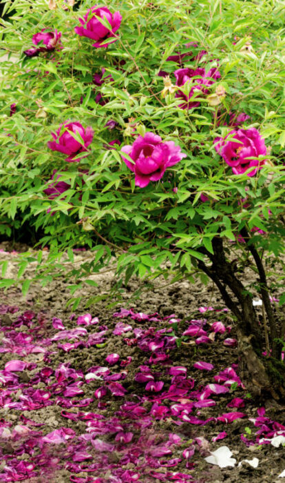 How and When to Cut Back Peonies: Prune Peony Tips - Flower Patch Farmhouse