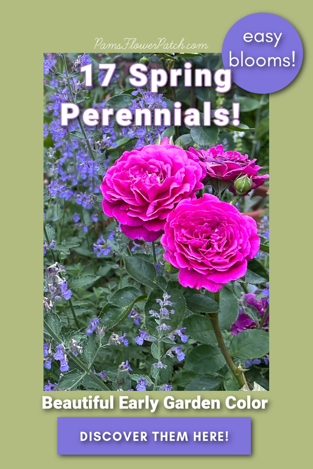 Grow Easy Spring Perennials for Early Color - Flower Patch Farmhouse