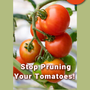 Stop Pruning Tomato Plants Until You Read This! - Flower Patch Farmhouse