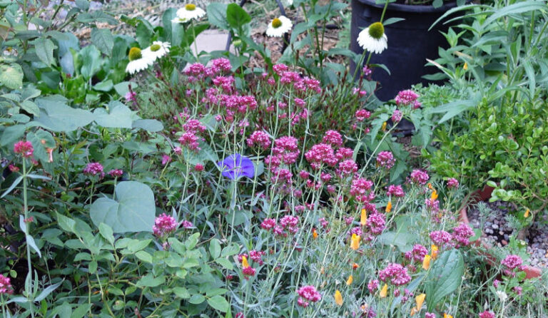 26 Long-Blooming Perennials for Continuous Blooms in Your Garden ...