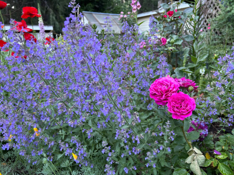 What to Plant with Peonies (Beautiful Companion Plants for a Cottage ...
