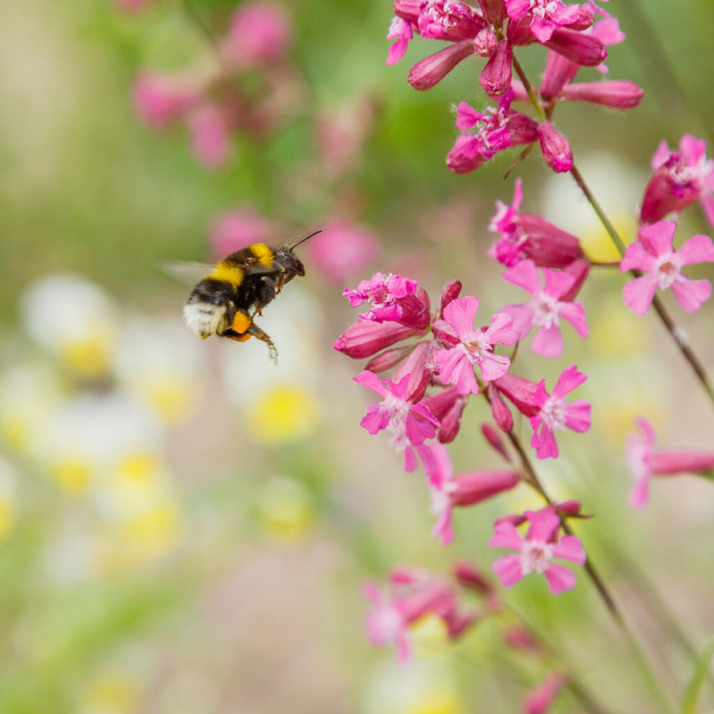 Wave Petunias 101: A Beginner’s Guide to Planting and Caring - Flower ...