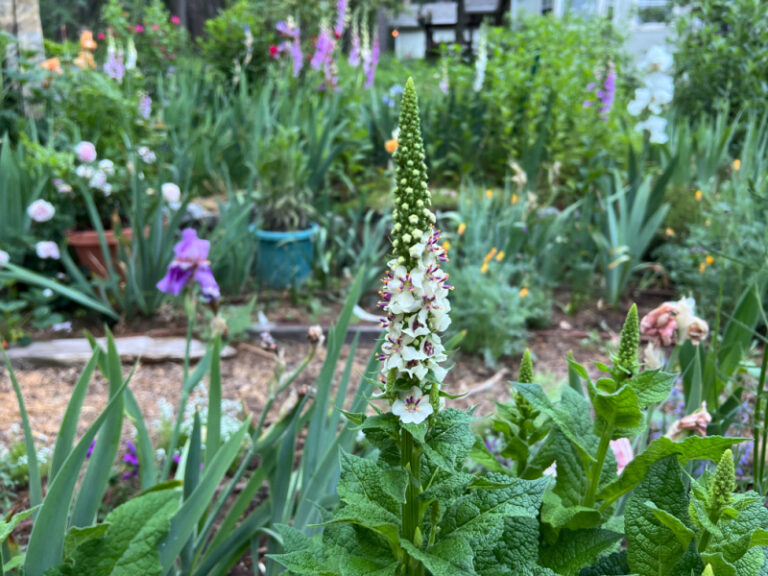 26 Long-Blooming Perennials for Continuous Blooms in Your Garden ...