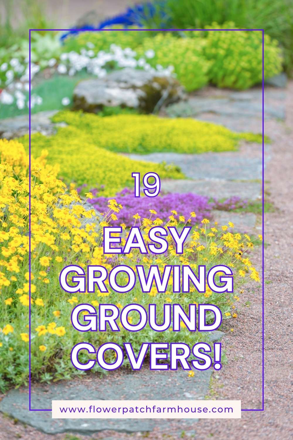 Ground Cover Plants - Goodbye, Mulch! - Flower Patch Farmhouse