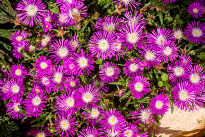 26 Long-Blooming Perennials for Continuous Blooms in Your Garden ...