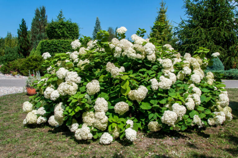 How to Grow Annabelle Hydrangea in Your Garden - Flower Patch Farmhouse