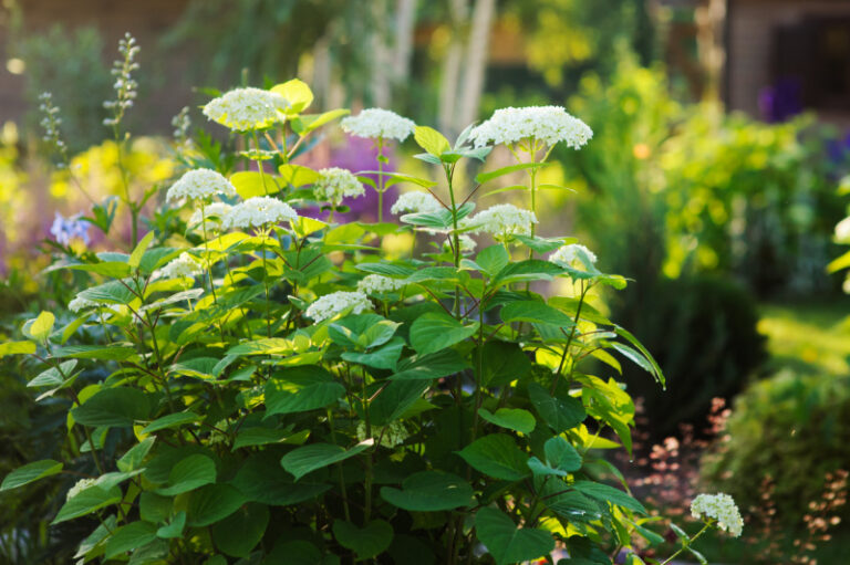 How to Grow Annabelle Hydrangea in Your Garden - Flower Patch Farmhouse