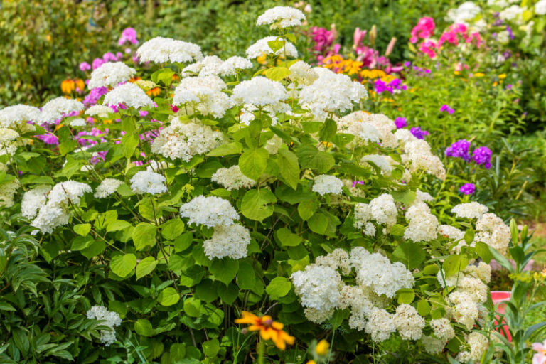 How to Grow Annabelle Hydrangea in Your Garden - Flower Patch Farmhouse