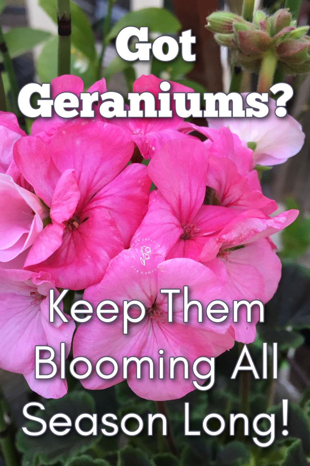 10 Best Tips to Keep Geraniums Blooming All Season - Flower Patch Farmhouse