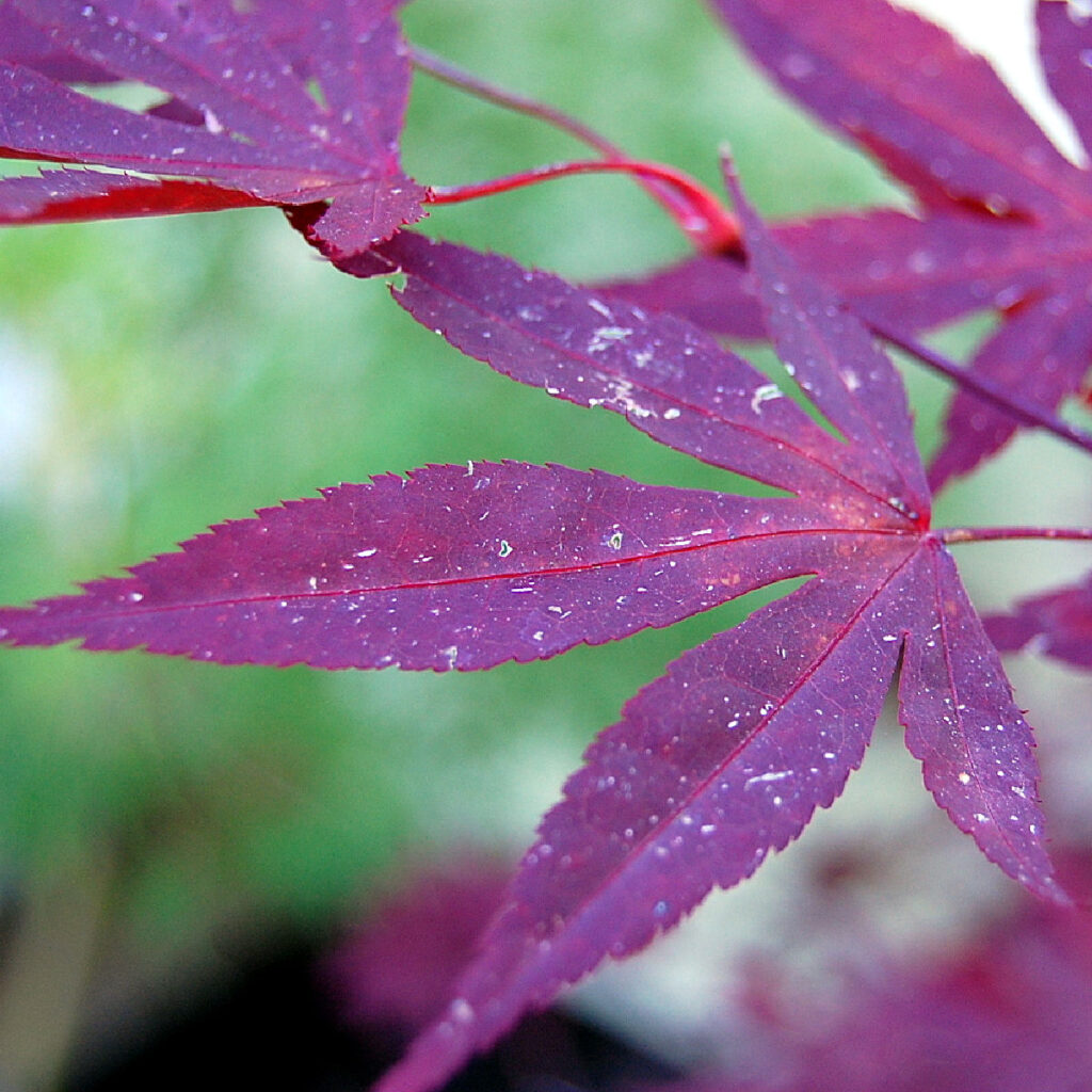 How and When to Cut Back Peonies: Prune Peony Tips - Flower Patch Farmhouse