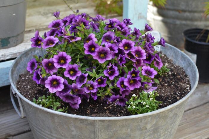 Million Bells Plant Calibrachoa - Flower Patch Farmhouse