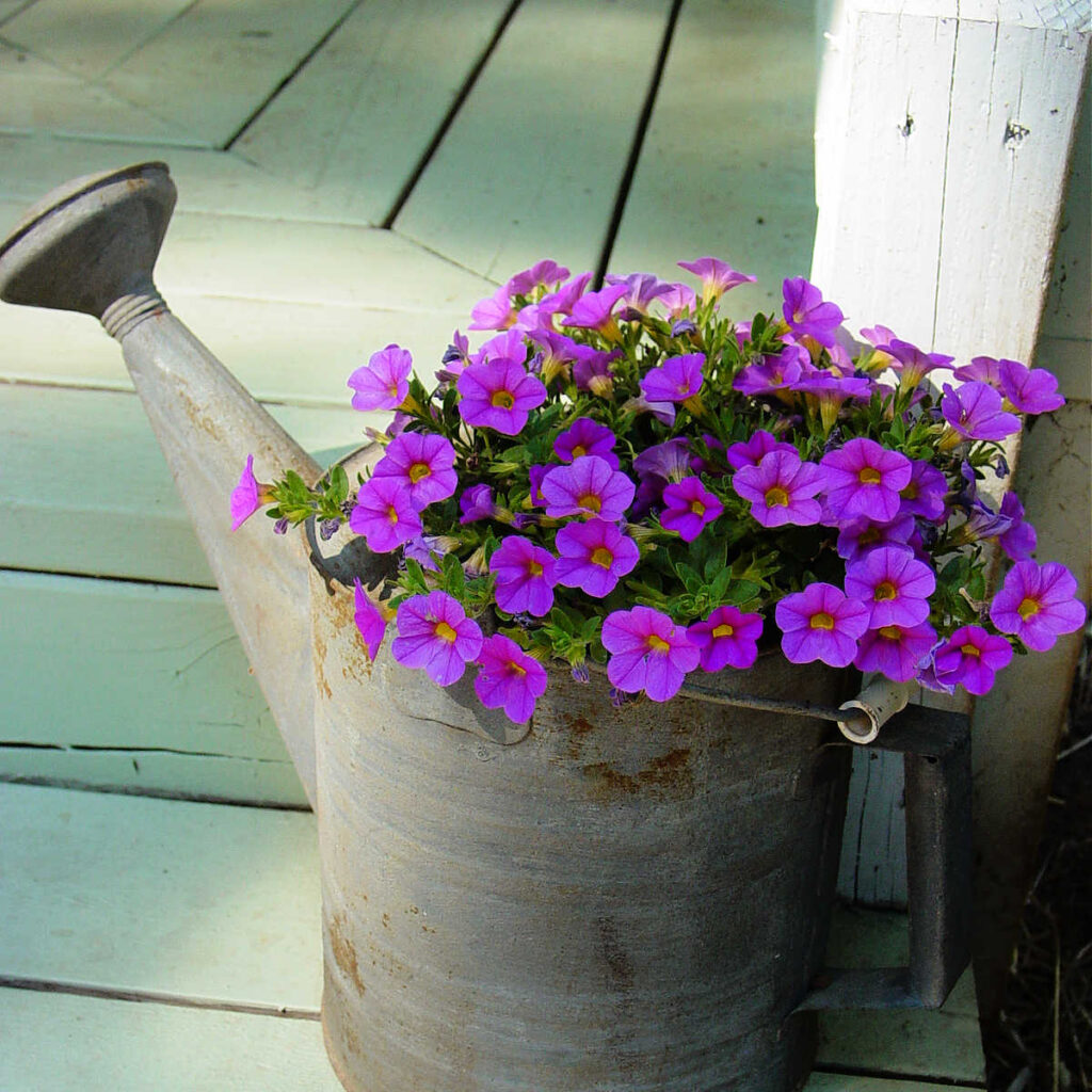 How to Grow Foxgloves in Pots: A Complete Guide - Flower Patch Farmhouse