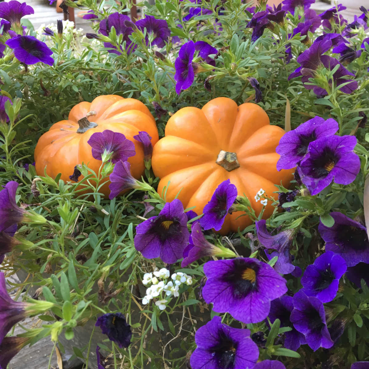 Million Bells Plant Calibrachoa - Flower Patch Farmhouse