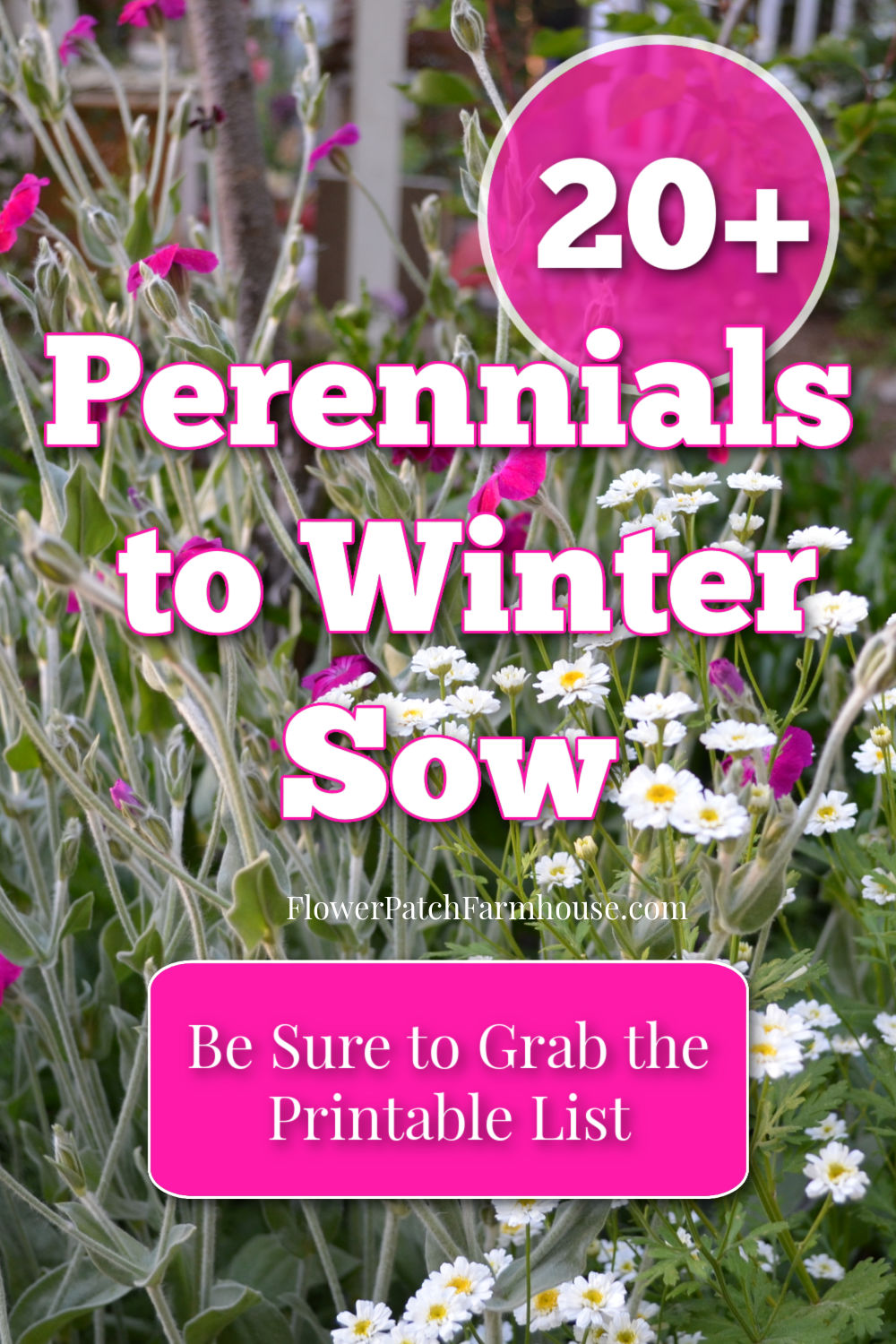 21 Perennials You Can Winter Sow for a Gorgeous Garden - Flower Patch ...