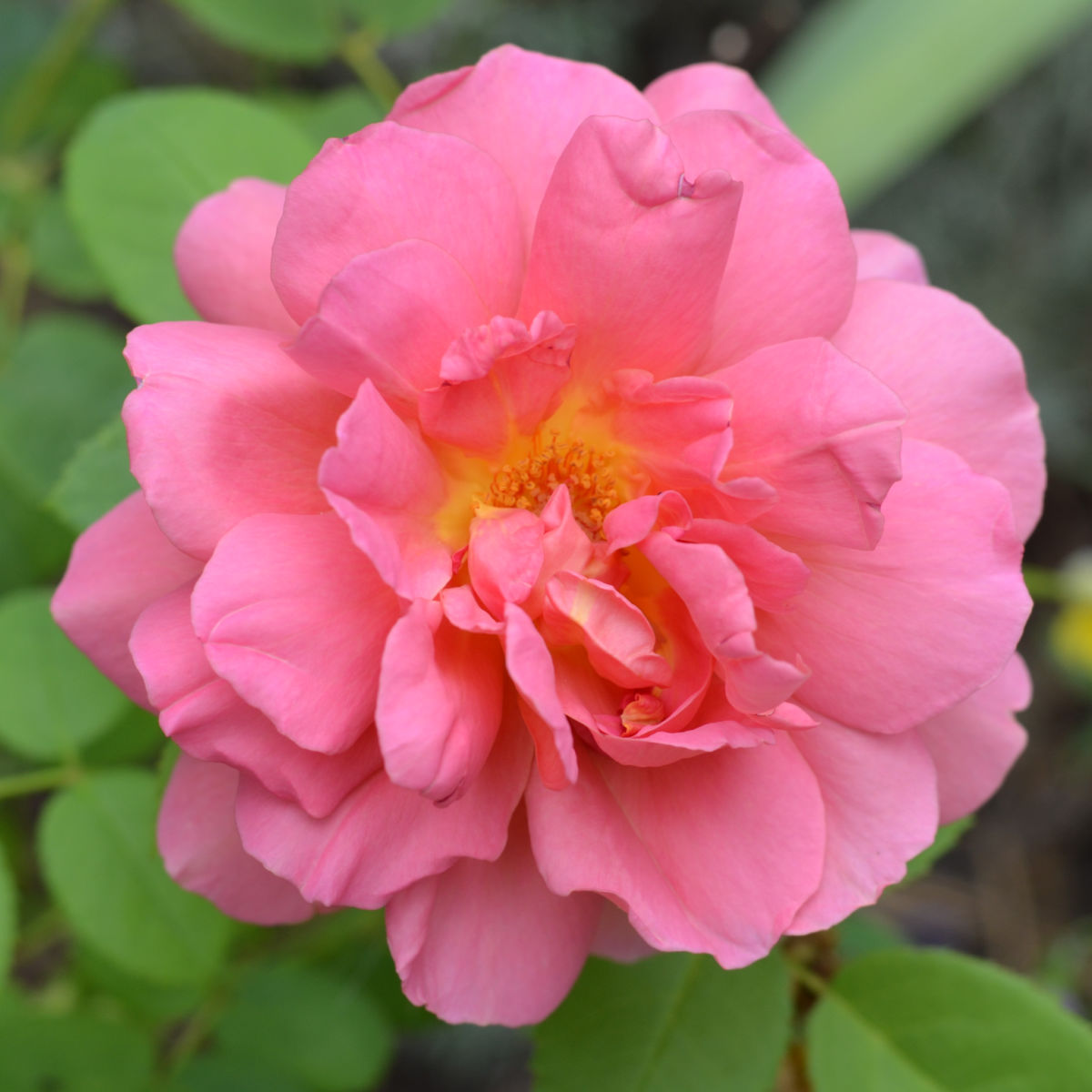 Own-Root vs. Grafted Roses - Flower Patch Farmhouse