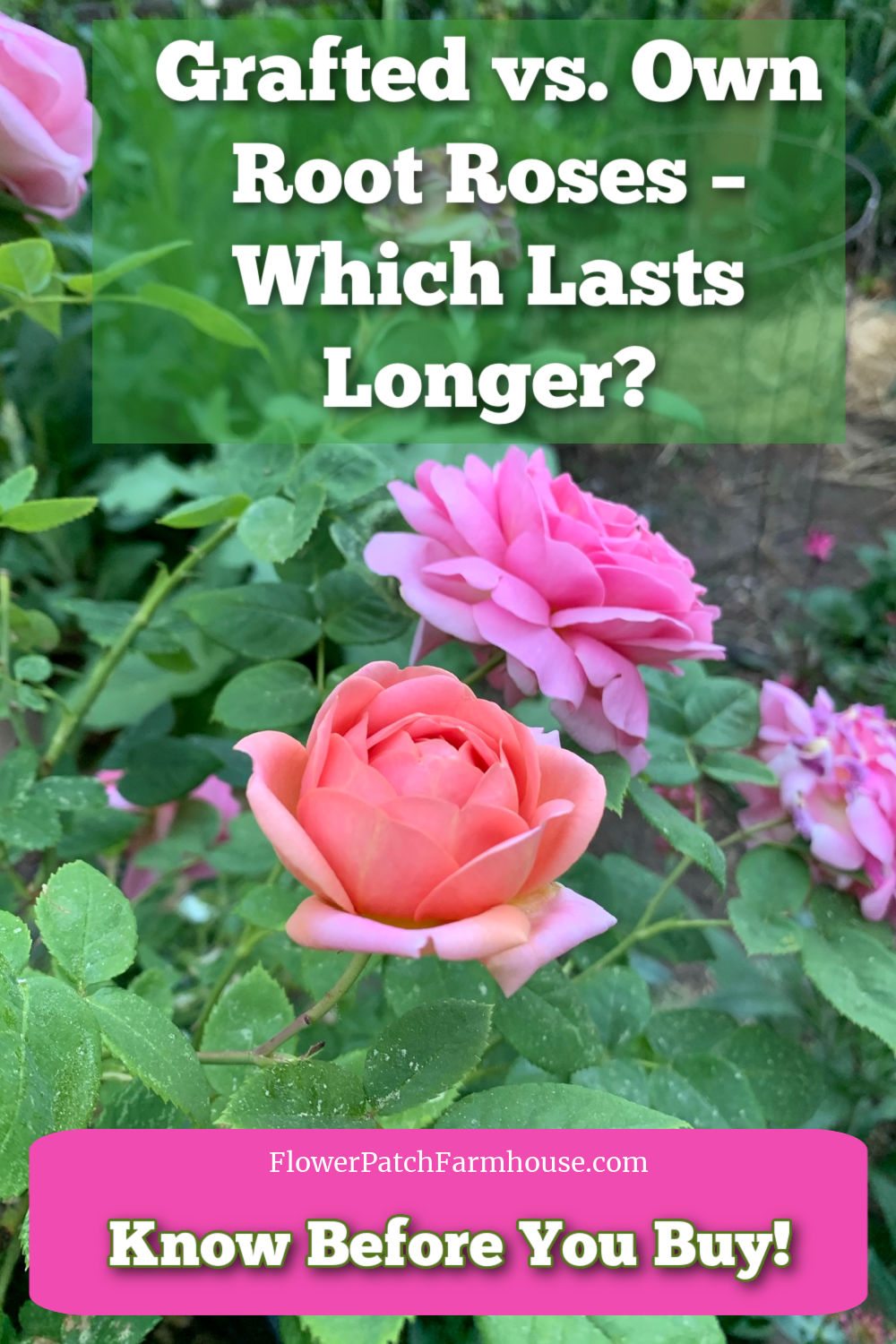 Own-Root vs. Grafted Roses - Flower Patch Farmhouse