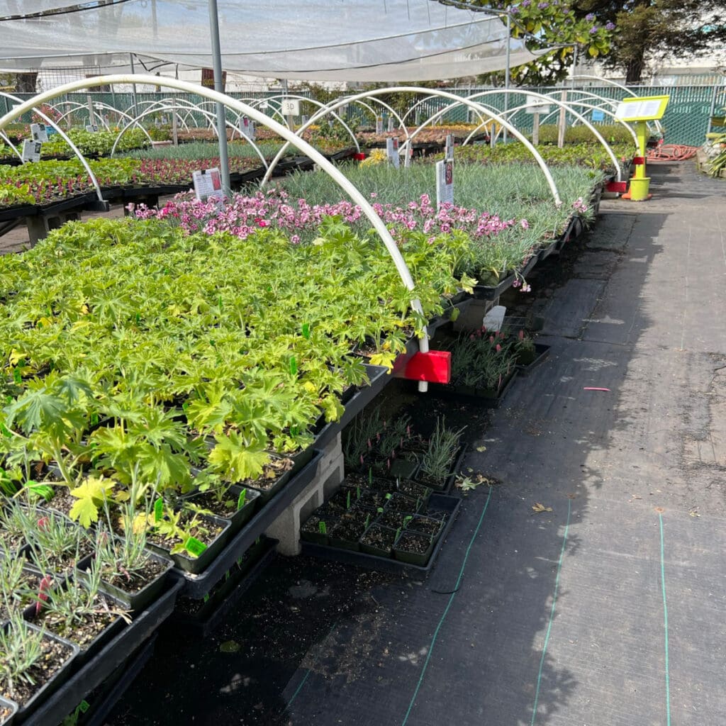 Wave Petunias 101: A Beginner’s Guide to Planting and Caring - Flower Patch Farmhouse