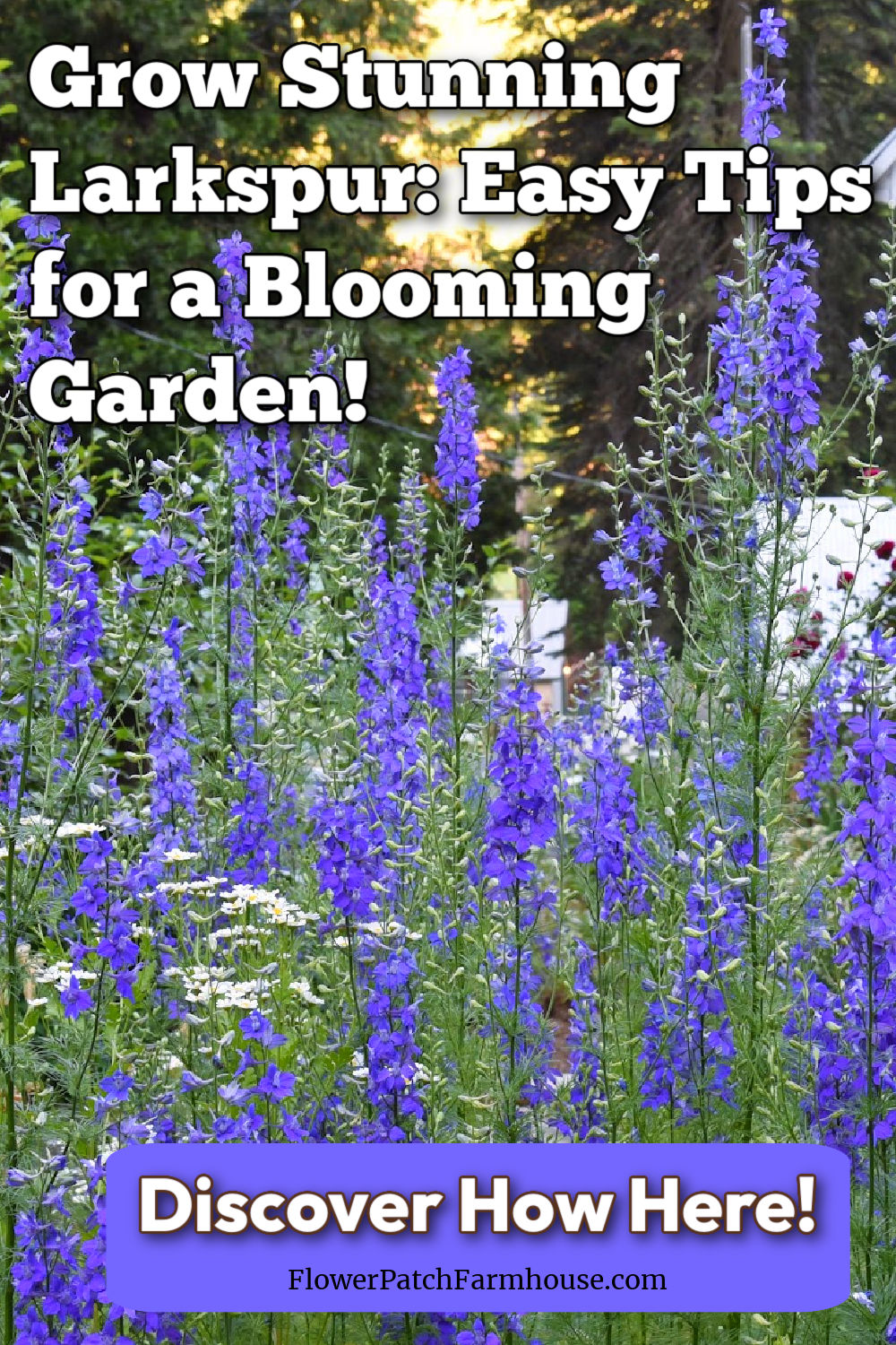 How to Grow Larkspur: A Complete Guide - Flower Patch Farmhouse