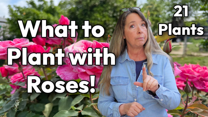 21 Favorite Companion Plants for Roses - Flower Patch Farmhouse